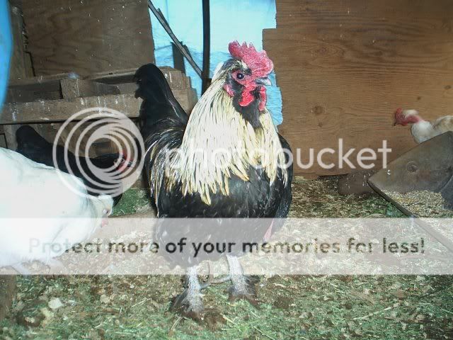 hen now has limberneck/is it futile? - Backyard Chickens