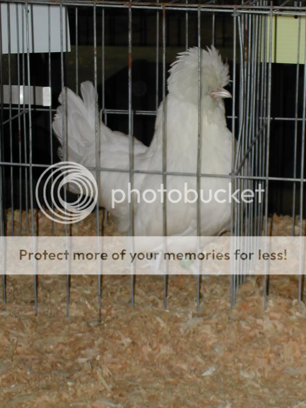 6+ Bantam Mottled & Bantam White Houdan Hatching Eggs | BackYard ...