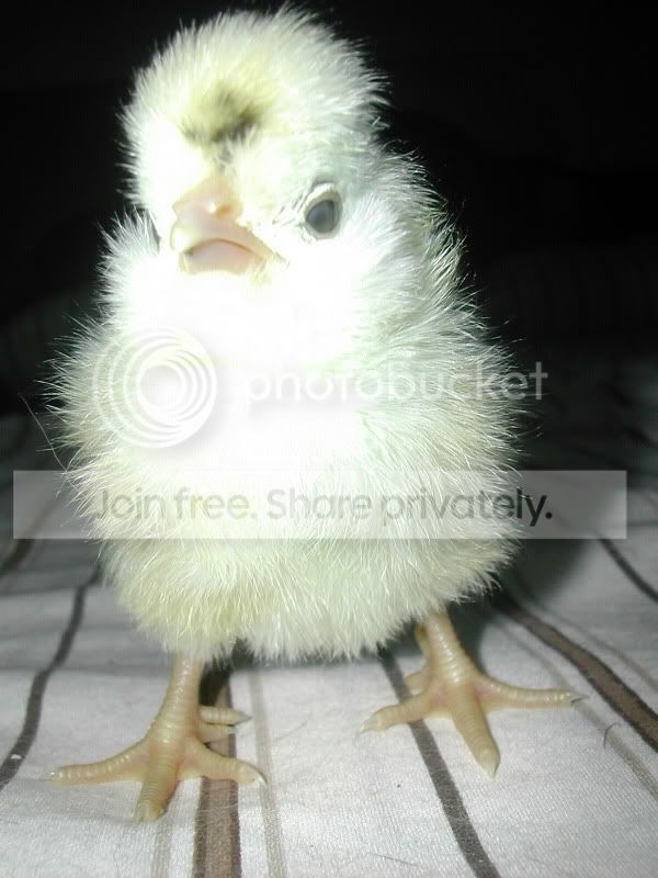 6+ Bantam Mottled & Bantam White Houdan Hatching Eggs | BackYard ...