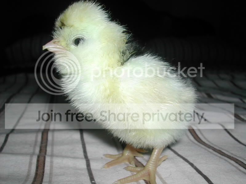 6+ Bantam Mottled & Bantam White Houdan Hatching Eggs | BackYard ...