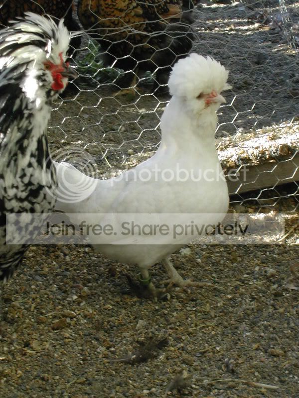 6+ Bantam Mottled & Bantam White Houdan Hatching Eggs | BackYard ...