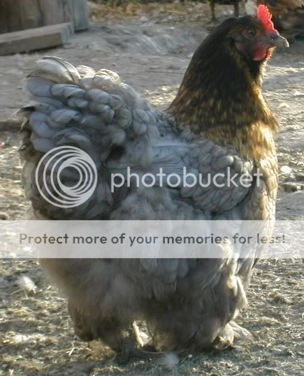 "Lemon Blue" Cochin test eggs | BackYard Chickens - Learn How to Raise ...