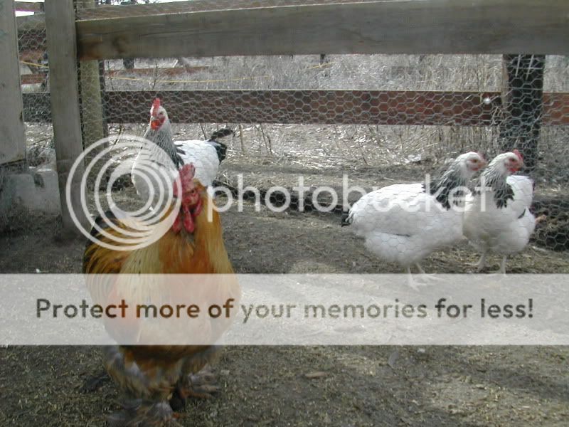 6+ Lemon Blue Cochin Hatching Eggs | BackYard Chickens - Learn How to ...