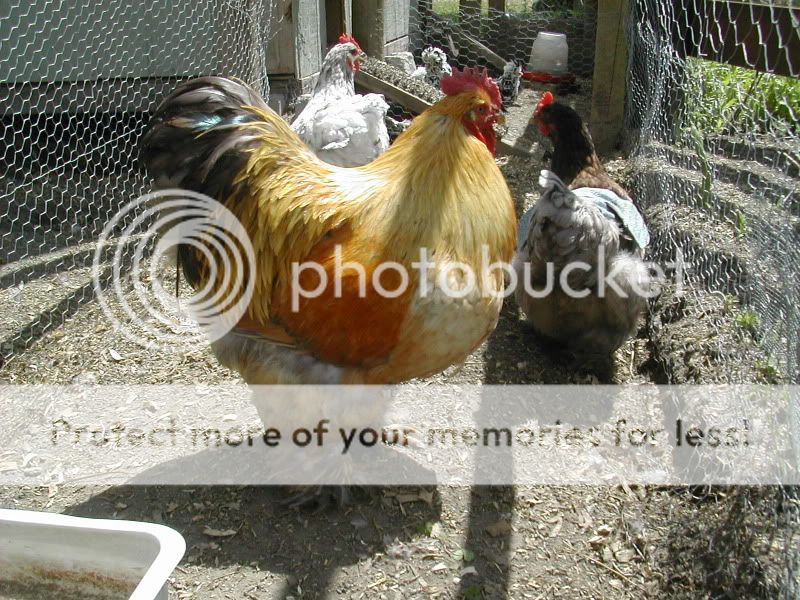Updated "Lemon Blue" Cochin photos (PICTURE HEAVY!) | BackYard Chickens ...