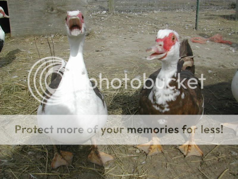 6+ Chocolate Pied Muscovy Hatching Eggs WA STATE | BackYard Chickens ...