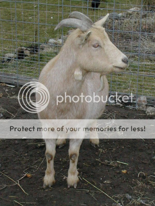 Bred Alpine/Pygmy goat doe for sale, WA | BackYard Chickens - Learn How ...