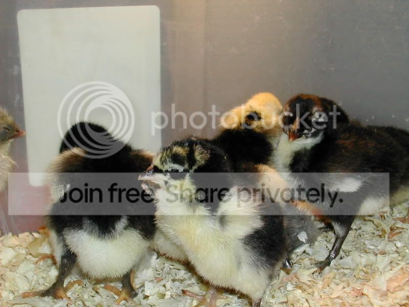 6+ Black Sumatra Hatching Eggs (LF) Show Stock Lines | BackYard ...