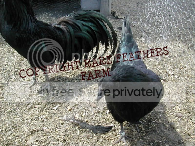 6+ Rare Black Sumatra Gamefowl Hatching Eggs Show Lines | BackYard ...
