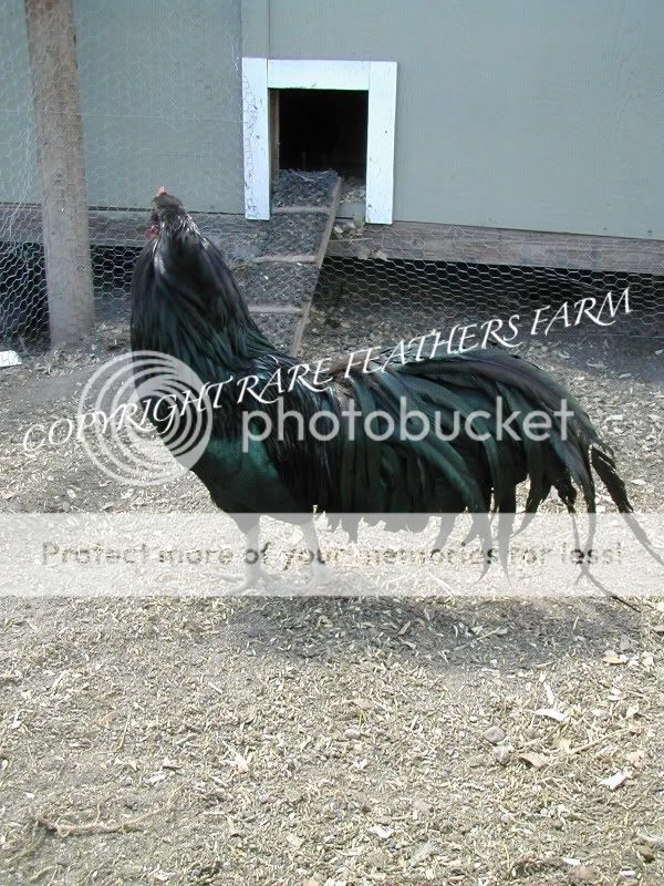 6+ Rare Black Sumatra Gamefowl (LF) Hatching Eggs Proven SQ | BackYard ...