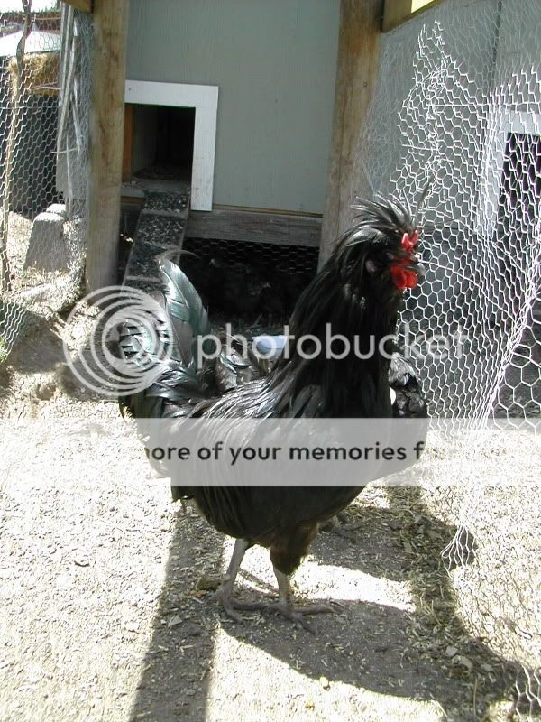 Crevecoeur rooster photos from today... | BackYard Chickens - Learn How ...