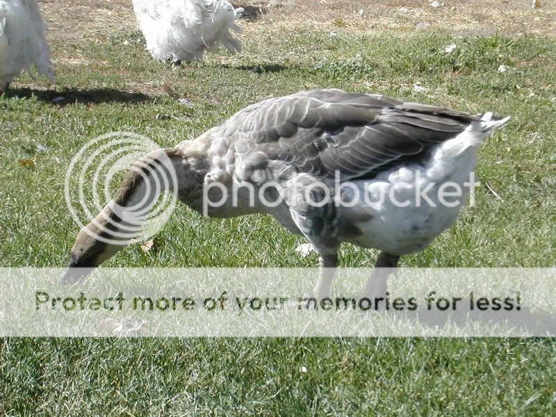 Dewlap African Geese...Post pics!!! | Page 2 | BackYard Chickens ...