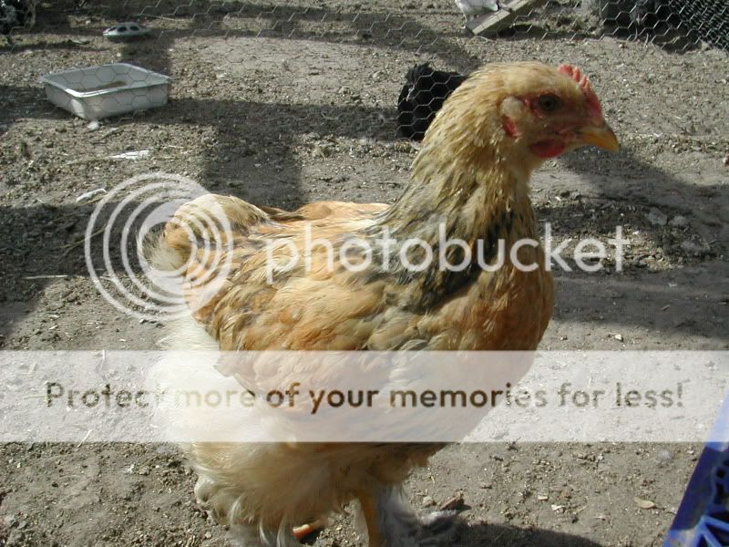 projects: LF buff columbian, blue laced red & lemon blue cochins ...