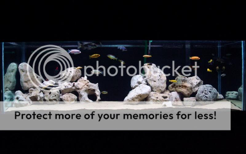 Best Sand Color to bring out the Fish color? | Cichlid Fish Forum