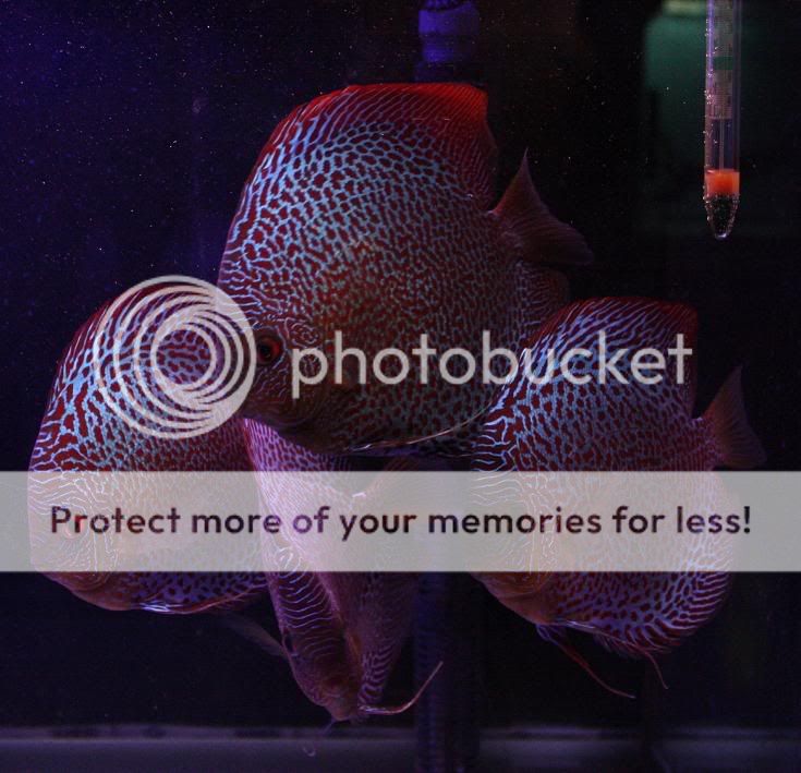 Penang Eruption Discus | Fish Forum