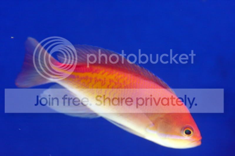 Hot Pink Saltwater Fish