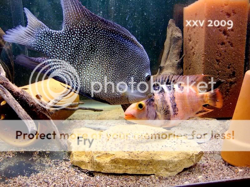 Escondido X Labiatus | MonsterFishKeepers.com