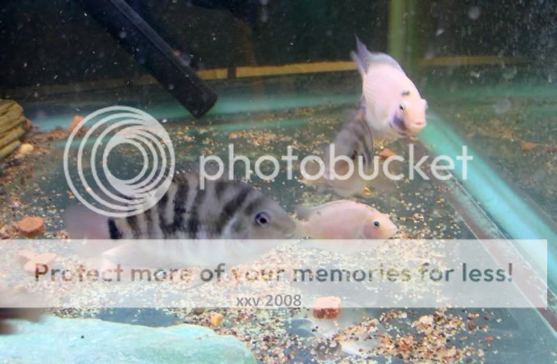 Is this a marbled convict? | MonsterFishKeepers.com